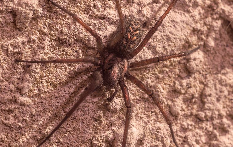 The ABCs Of Spider Prevention: How To Keep Your Birmingham Home ...