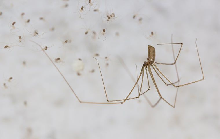 Tips And Tricks To Keep Spiders Away From Your Birmingham Home ...